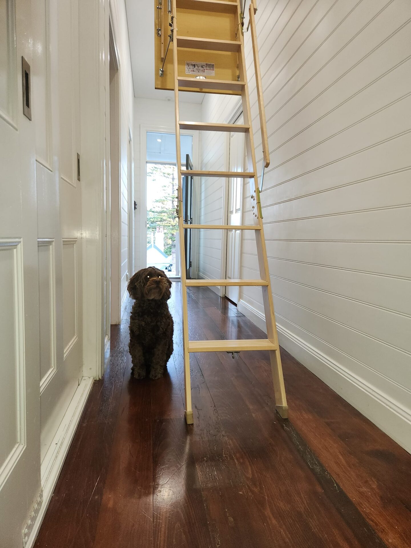 Projects - The Attic Guy - Attic Ladder Installations Greater Sydney ...